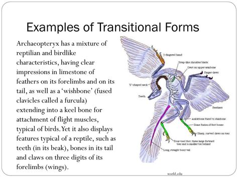 Ppt Blueprint Of Life Topic 4 Evidence To Support The Theory Of