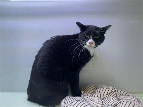 코리안숏헤어 순대 하이랜드폴드책임분양 애완견책임분양 반려견책임분양 소형견키우는방법 중형견키우는방법 대형견키우는방법 미니비숑프리제키우는방법 토이푸들키우는방법 골든리트리버키우는