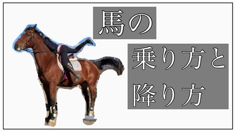 馬の歩き方図解 馬の走り方 ギャロップ Oxejj