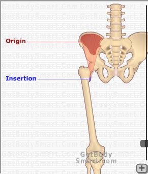 Hip Origin Insertion Flashcards Quizlet