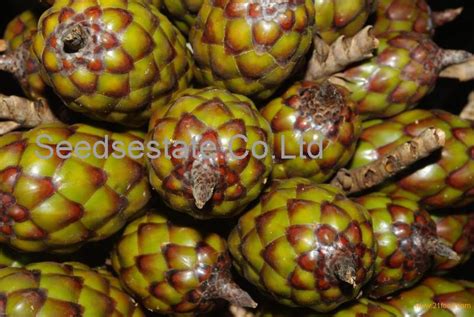 Raffia Hookeri Palm Tree Seedscameroon Price Supplier 21food