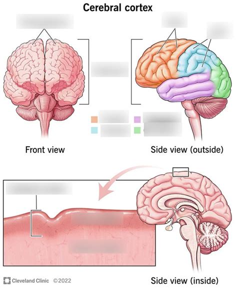 Brain Anatomy Cerebral Cortex Diagram Quizlet