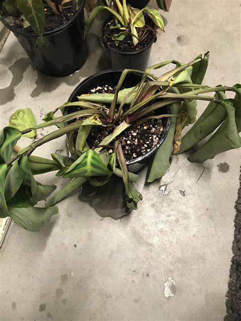 Can Anyone Please Tell Me What This Plant Is And Whats Wrong With It