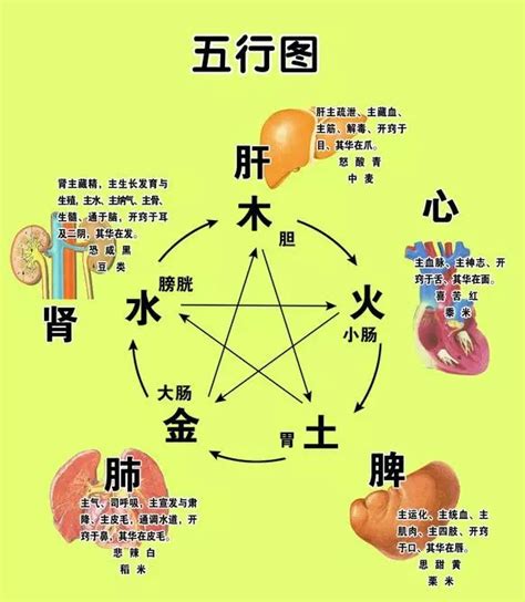 肾怕缺水 心怕累 肝怕堵 胃怕冷——五脏五怕食物