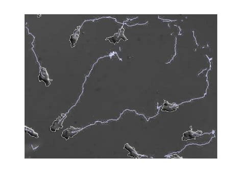 Cell Trajectories With Directional Preference Download High