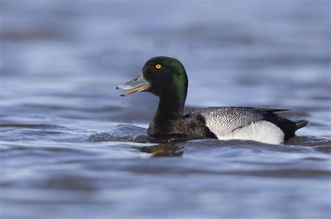 Duck Id Greater Scaup Vs Lesser Scaup Vs Ring Necked Duck