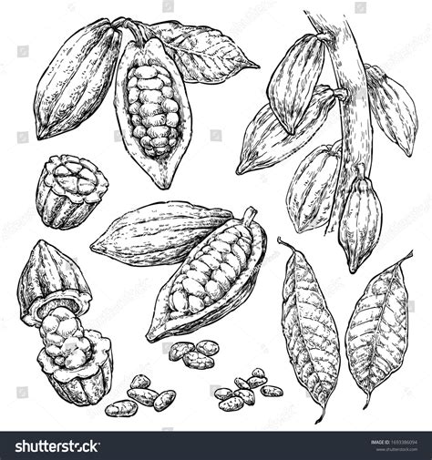 Cocoa Beans Hand Draw Vector Set Stock Vector Royalty Free 1693386094