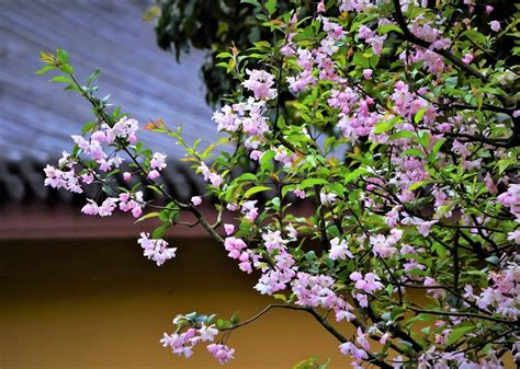美丽寺院 杭州灵隐寺 佛学频道 中华网