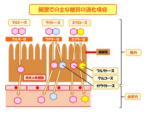 【必見！】炭水化物や糖質の消化吸収の仕組みを簡単にまとめてみた！ スポーツ栄養士あじのブログ