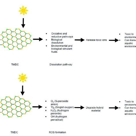 A Schematic Diagram Of Dissolution Process Of Tmdcs And Their Fate