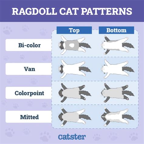 All Ragdoll Cat Colors And Patterns — Complete Guide