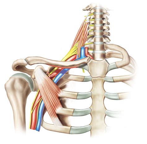 Brachial Plexus Its Five Sections And Functions