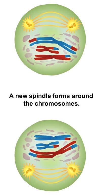 Prophase In Mitosis And Meiosis Prophase 1 And 2