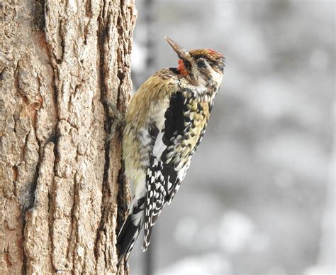 Woodpecker Yellow Belly At Sherry Hubbard Blog