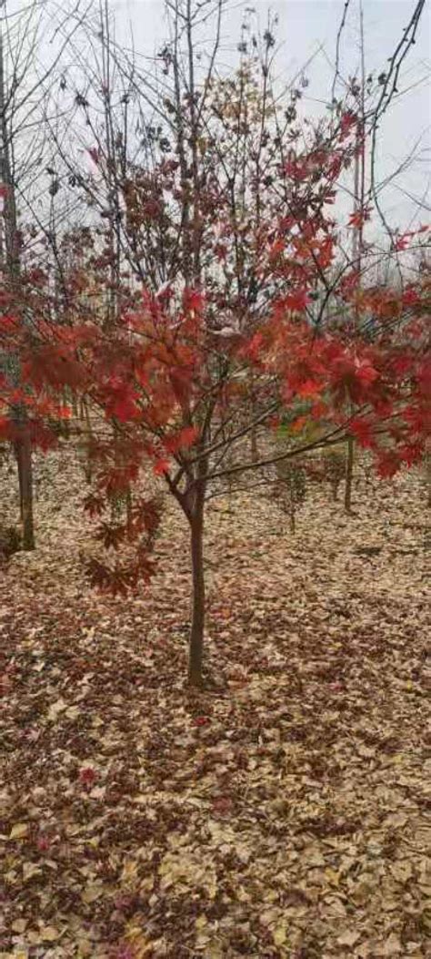 红枫批发 日本红枫价格90000元棵 一亩田