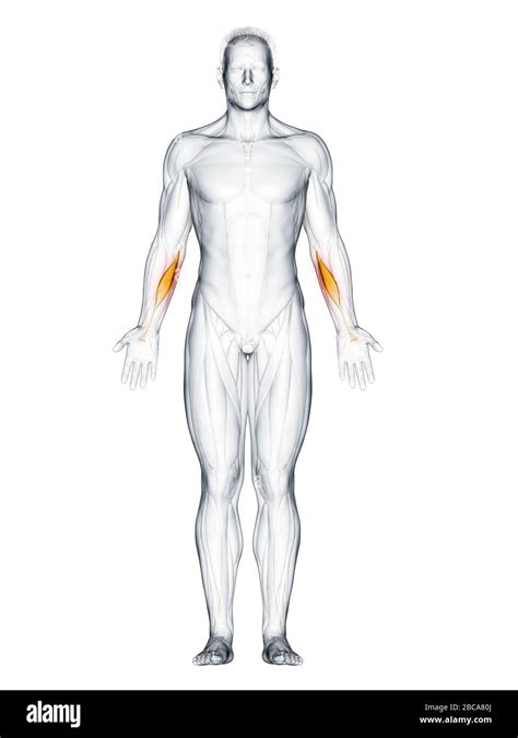 Musculus Flexor Carpi Radialis Abbildung Stockfotografie Alamy