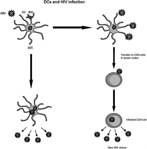 Differentiation Of Dendritic Cells Precursor Dendritic Cells Dc Download Scientific Diagram