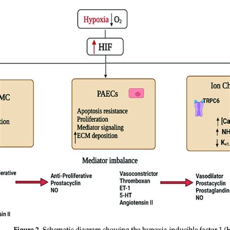 Schematic Diagram Showing The Hypoxia Inducible Factor 1 Download Scientific Diagram