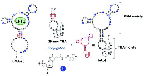 Design Of Bifunctional Aptamer Bapt Conjugated With 29 Mer Download Scientific Diagram