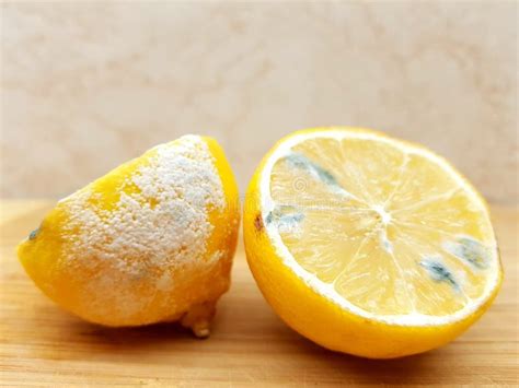 Rotten Lemon Stock Image Image Of Nasty Mouldy Citrus 137963983