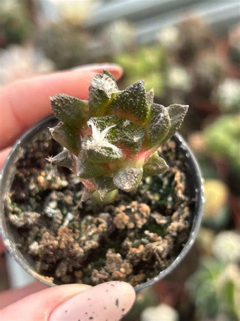 Ariocarpus Bravoanus Cactuses Ariocarpus Kaktusy Sukulenty I