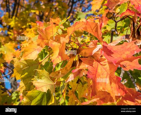 Tree With Many Coloured Leaves Stock Photo Alamy