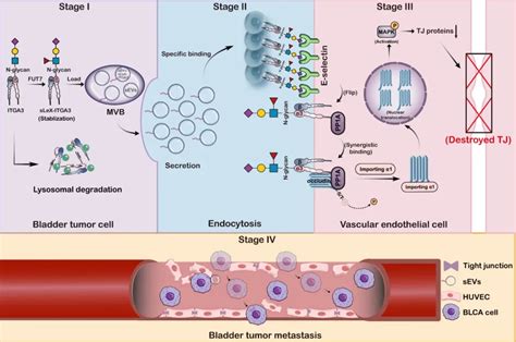 我院关锋团队阐明小细胞外囊泡上slex糖基化修饰参与破坏血管完整性促进肿瘤细胞转移的分子机制 生命科学学院