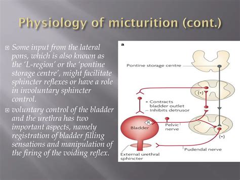 Uroflowmetry Assiut University Presentation PDF