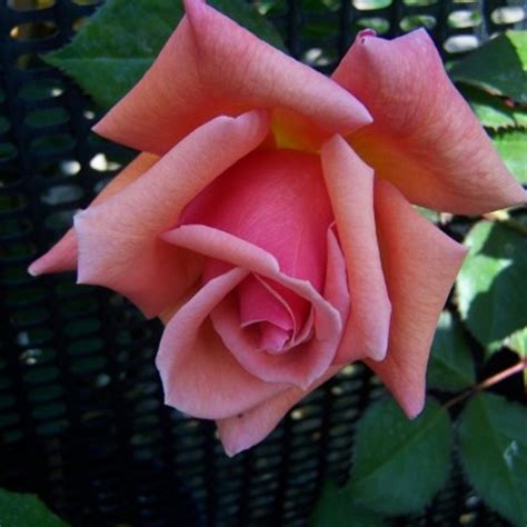 Rosa Mrs Sam Mcgredy Buy Roses Online From Rv Roger Ltd