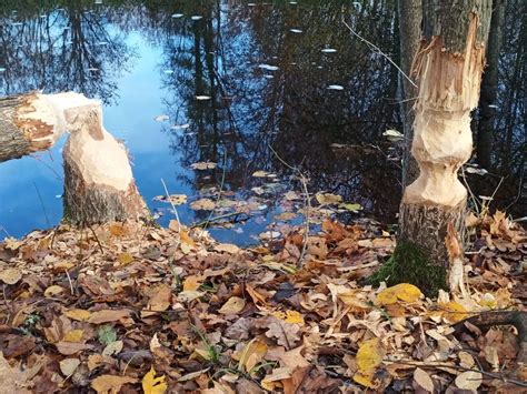 Skaties “bebri Ir Jālikvidē” Preiļu Parkā Uzdarbojas Bebri Medības