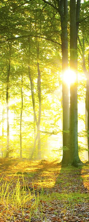 Sun Light Verticle Uprooting Lyme