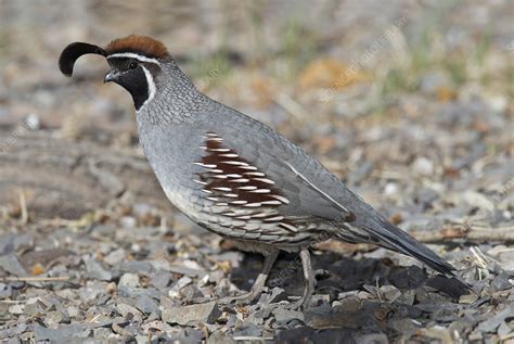 Gambels Quail Stock Image F031 9290 Science Photo Library