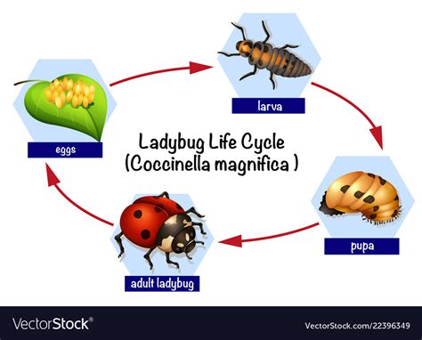 A Ladybug Life Cycle Royalty Free Vector Image