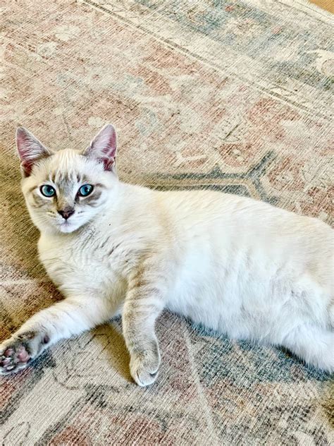 Lynx Point Siamese Kitten White Hair Blue Eyes White Silver Tabby