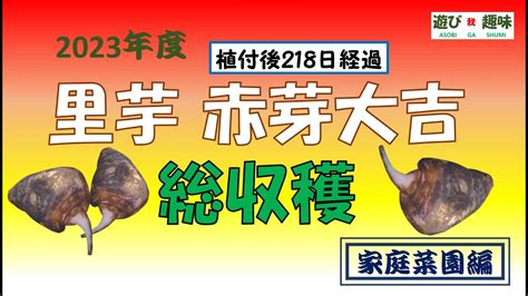 家庭菜園編赤芽大吉の総収穫です試し掘りでは芋が小さかったのでしばらく収穫を待ちました試し掘り後23日経過したので本格的に掘ってみまし