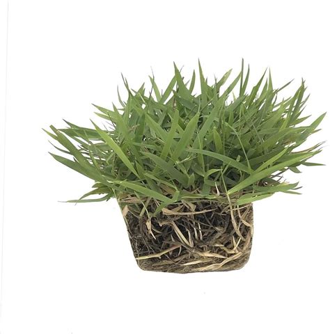3 Ways Zoysia Grass Differs From Bermuda Grass