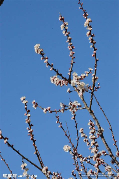 杏花 摄影图 花草 生物世界 摄影图库 昵图网nipic