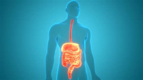 식도 스톡 사진 및 일러스트 Istock