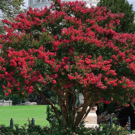 Crepe Myrtle Black Leaf At Amy Beasley Blog