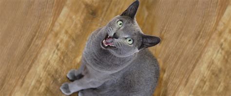 Why Does My Cat Weird Cat Behaviors Explained Sheba®