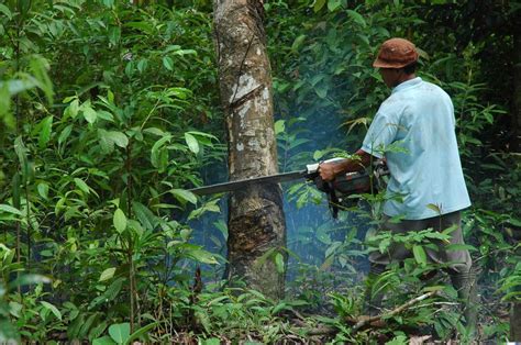 Illegal Logging ~ Blogging A Blog