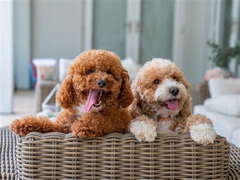 Mini Goldendoodle Generations F1 F1b F2 F2b F2bb F3 What Do