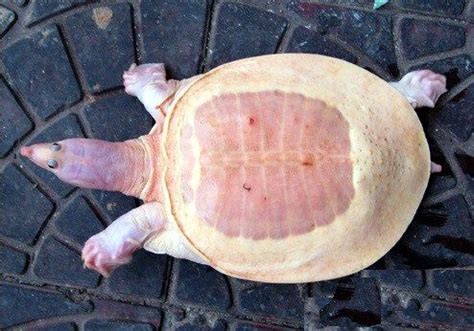 Turtle With No Shell