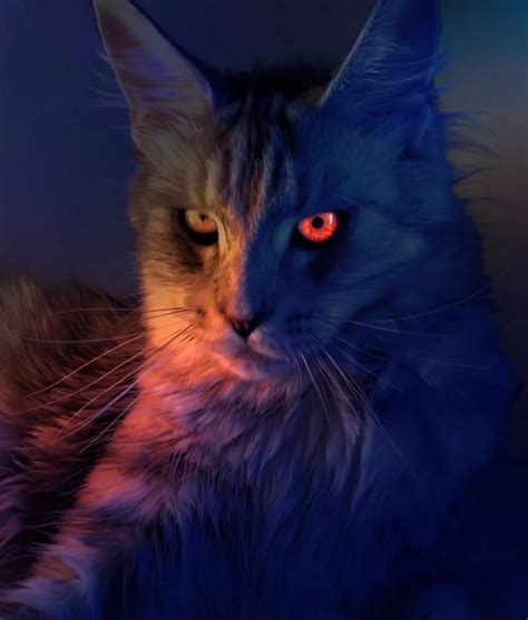 酷酷的缅因猫 堆糖美图壁纸兴趣社区