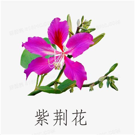 紫荆花图片免费下载 PNG素材 编号vn2ixdknv 图精灵