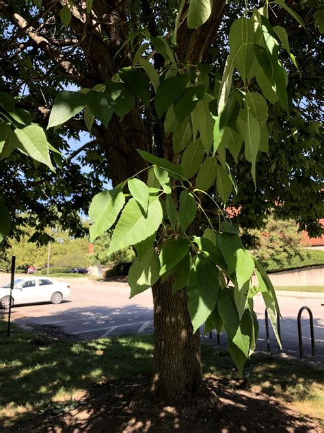 Fraxinus Sp Plants Of Central Ohio And The Midwest