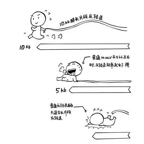 反转录实验必备GoScript反转录酶 北京螽斯羽