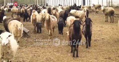 В Тацинском районе могут построить мясоперерабатывающий завод Новости