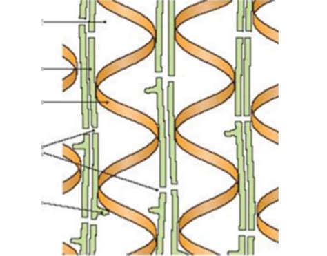 9 1 Xylem Vessel Structure Quiz