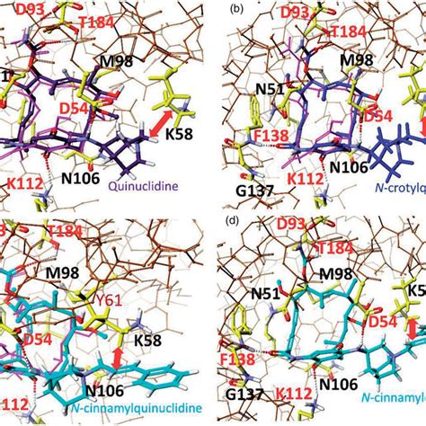 Binding Models Revealing Interactions Between N Binding Domain Nbd Of